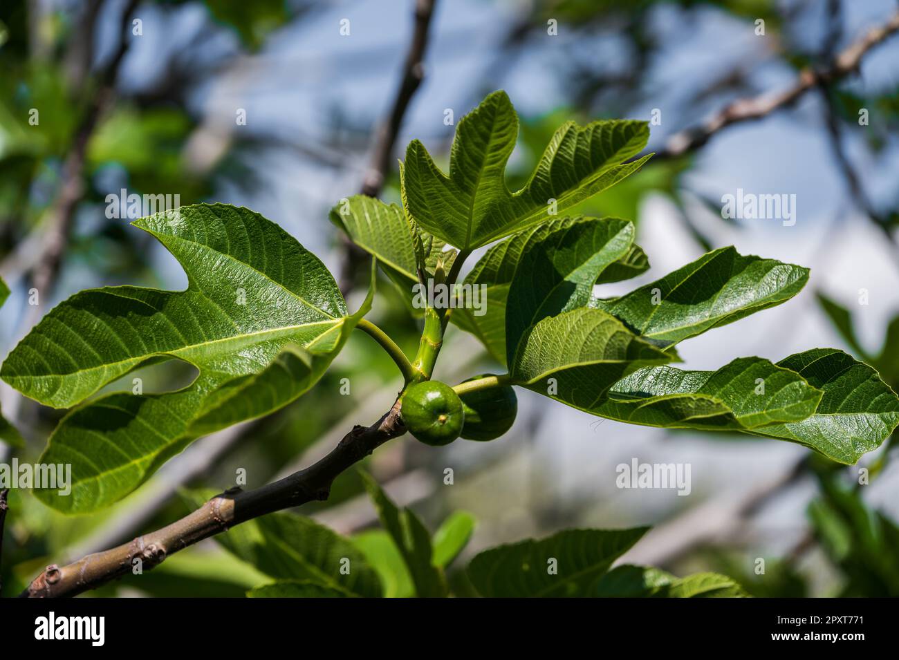 Desktop di fico immagini e fotografie stock ad alta risoluzione - Alamy
