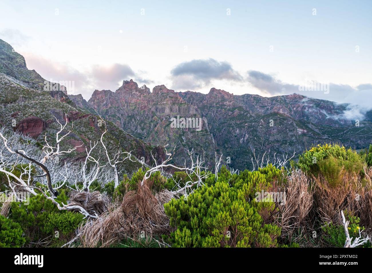 Pico do cedro immagini e fotografie stock ad alta risoluzione - Alamy