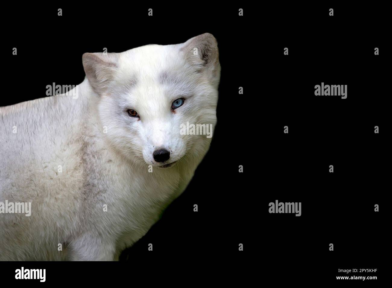 Volpe della foresta nera immagini e fotografie stock ad alta ...