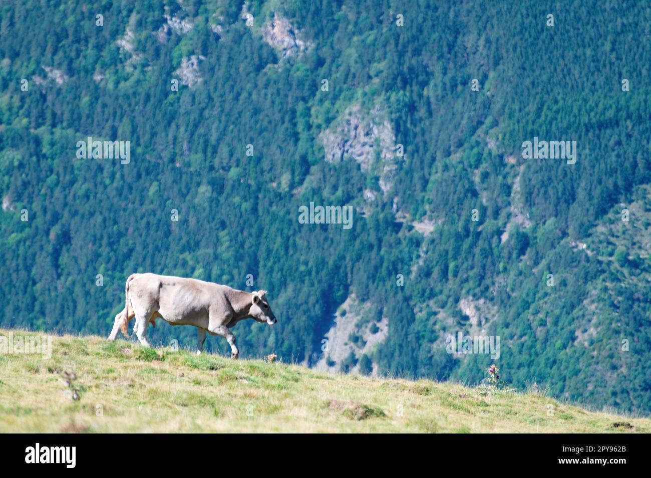 Pascolo delle montagne immagini e fotografie stock ad alta risoluzione ...