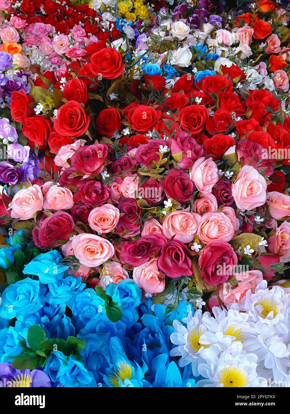 Tipos de rosas immagini e fotografie stock ad alta risoluzione - Alamy