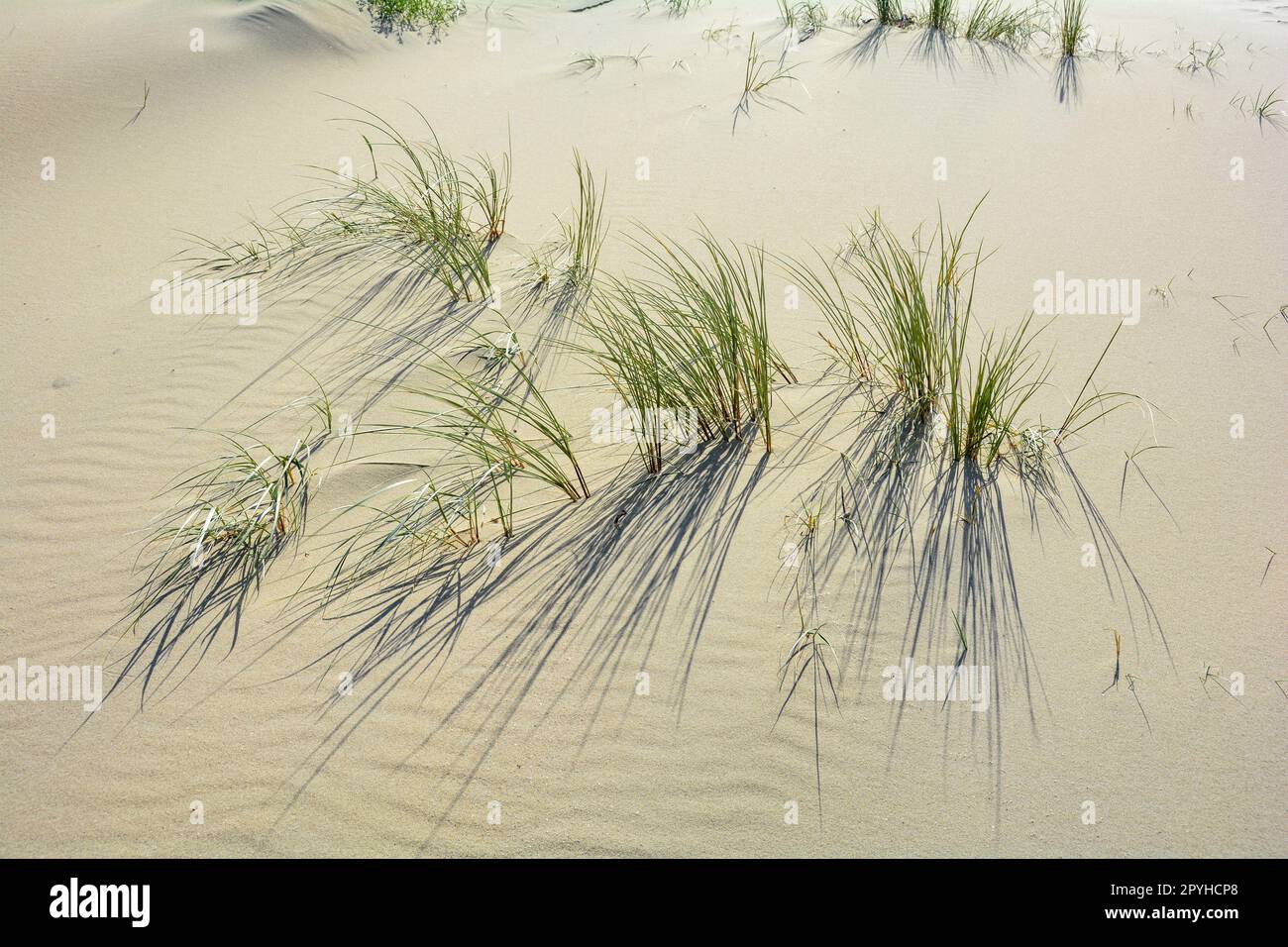 Dune erba soffiare nel vento sulla spiaggia di sabbia Foto stock - Alamy