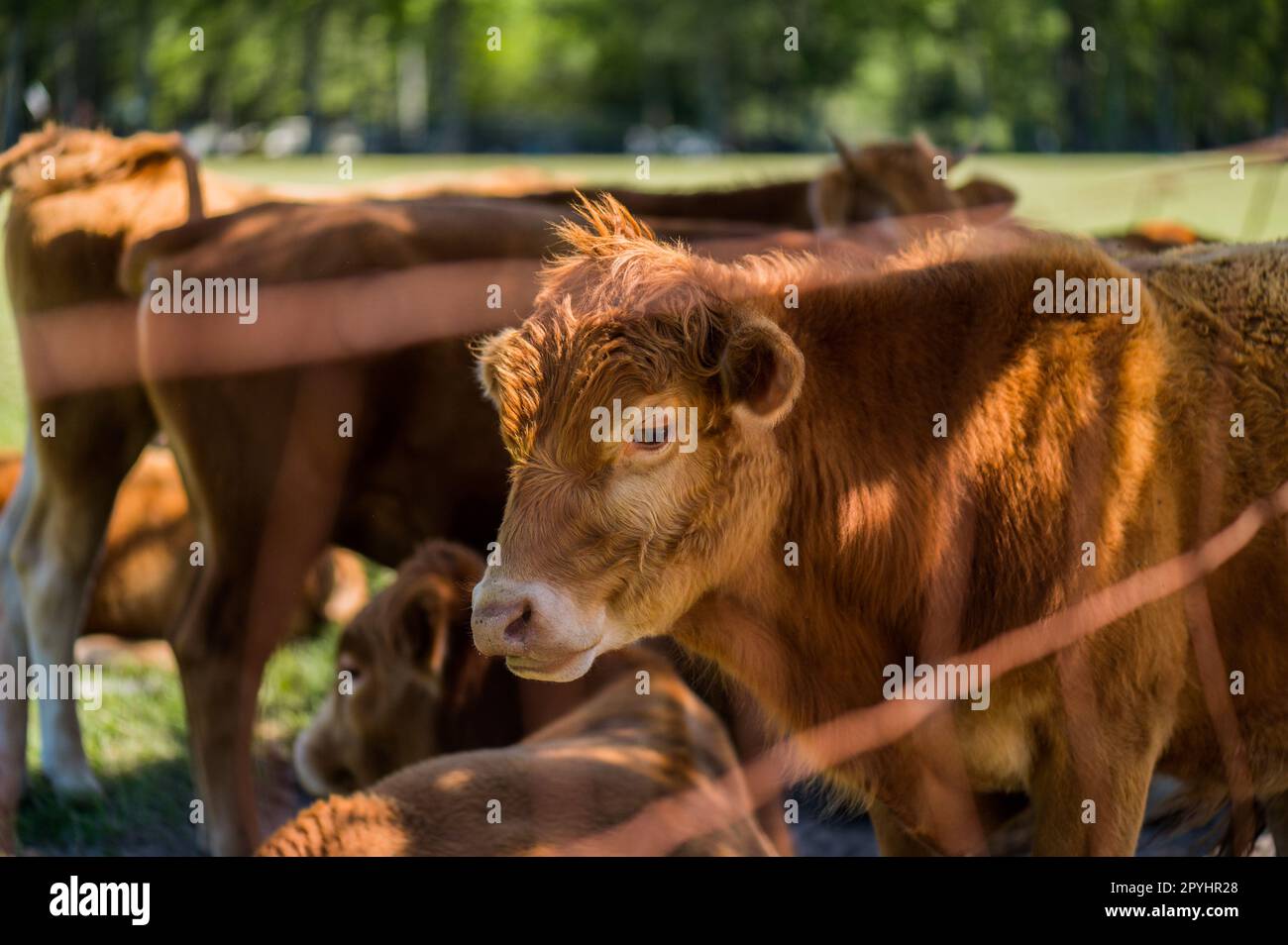 Mucche da latte marroni immagini e fotografie stock ad alta risoluzione ...