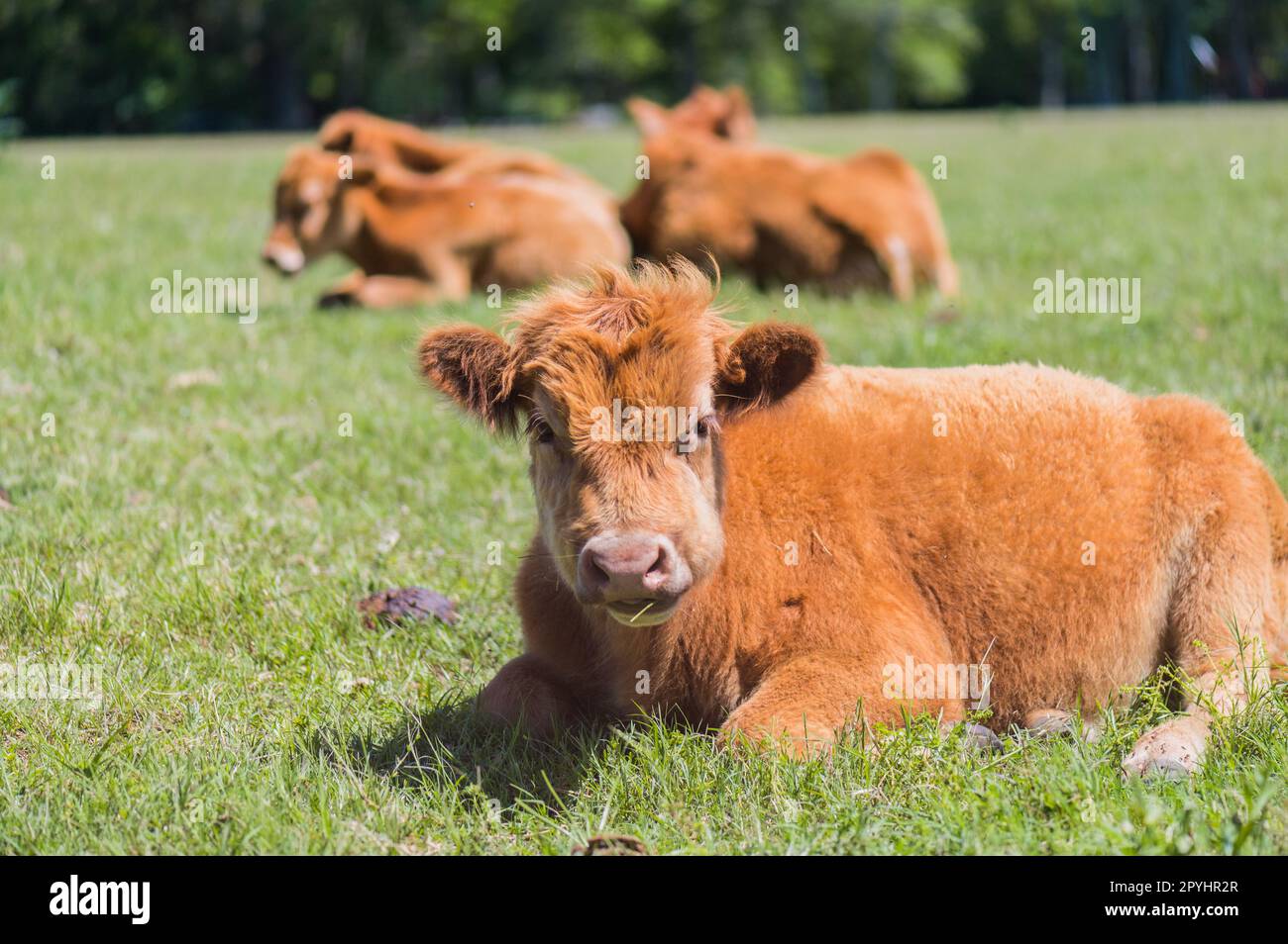 Mucche da latte marroni immagini e fotografie stock ad alta risoluzione ...