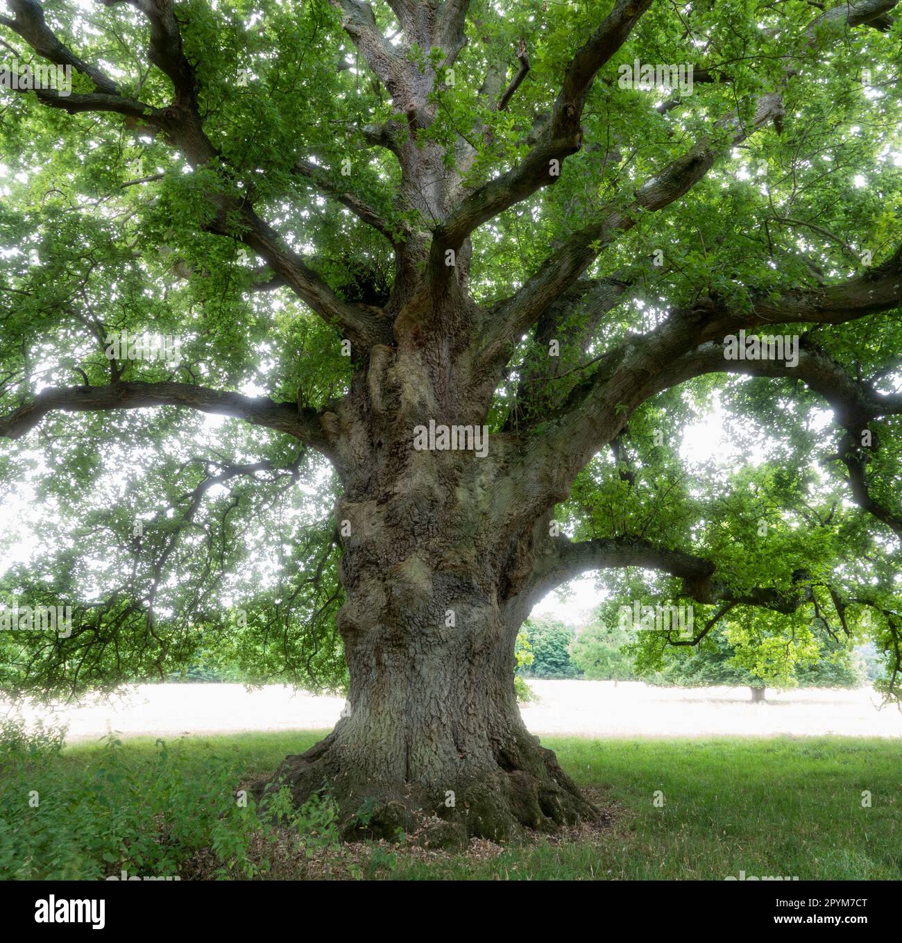 Tronco grande albero corteccia di alberi immagini e fotografie stock ad ...