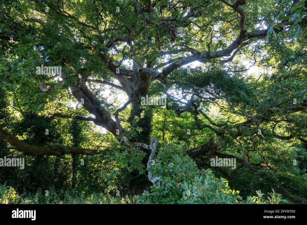 Tronco grande albero corteccia di alberi immagini e fotografie stock ad ...