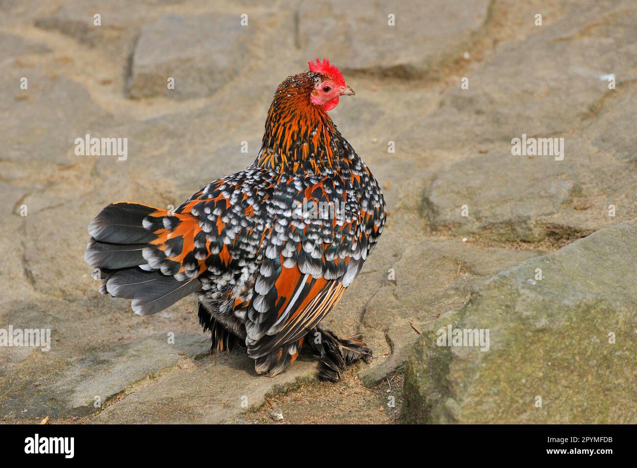 Bantam breed immagini e fotografie stock ad alta risoluzione - Alamy