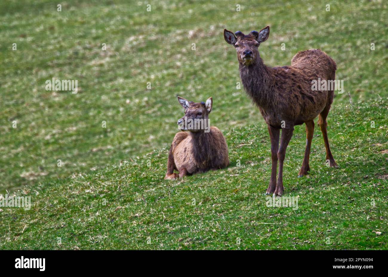 Largest deer species immagini e fotografie stock ad alta risoluzione ...