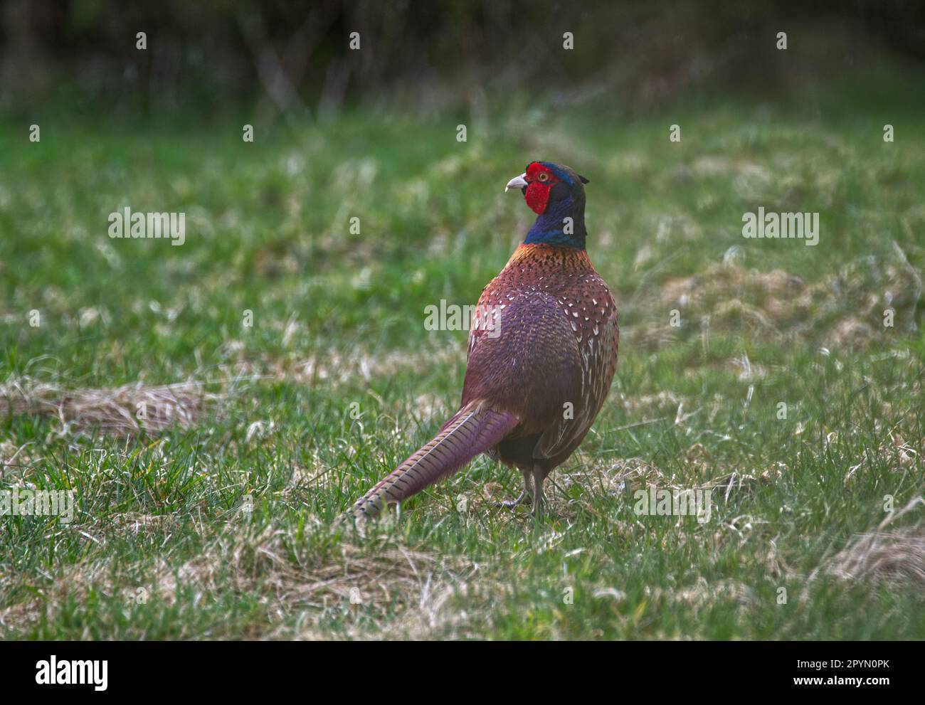 Fagiano tenebroso immagini e fotografie stock ad alta risoluzione - Alamy