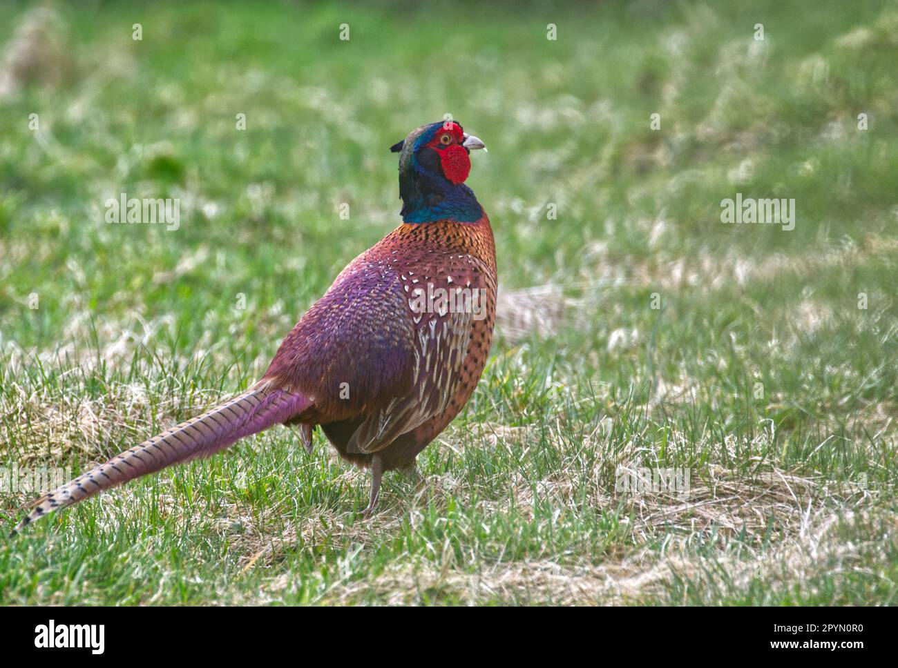 Fagiano tenebroso immagini e fotografie stock ad alta risoluzione - Alamy
