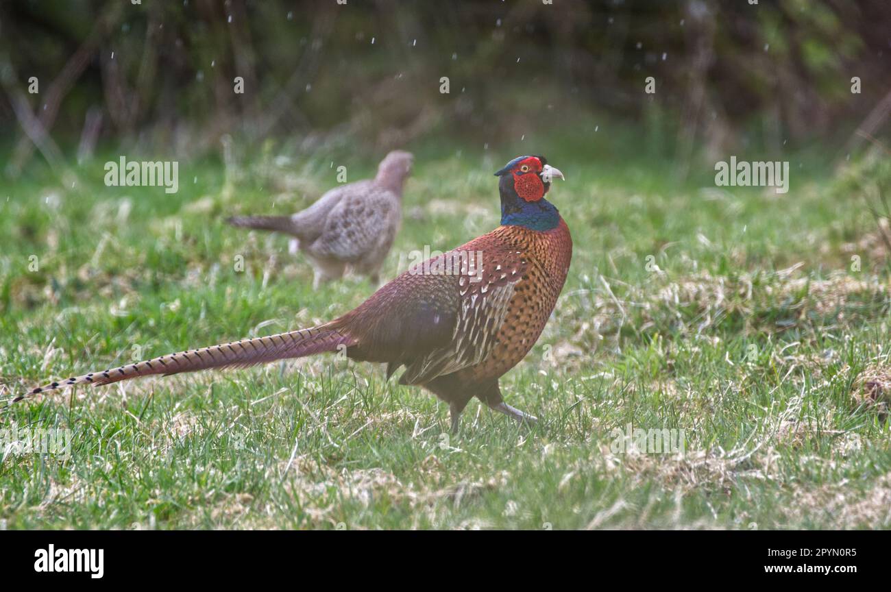 Fagiano tenebroso immagini e fotografie stock ad alta risoluzione - Alamy