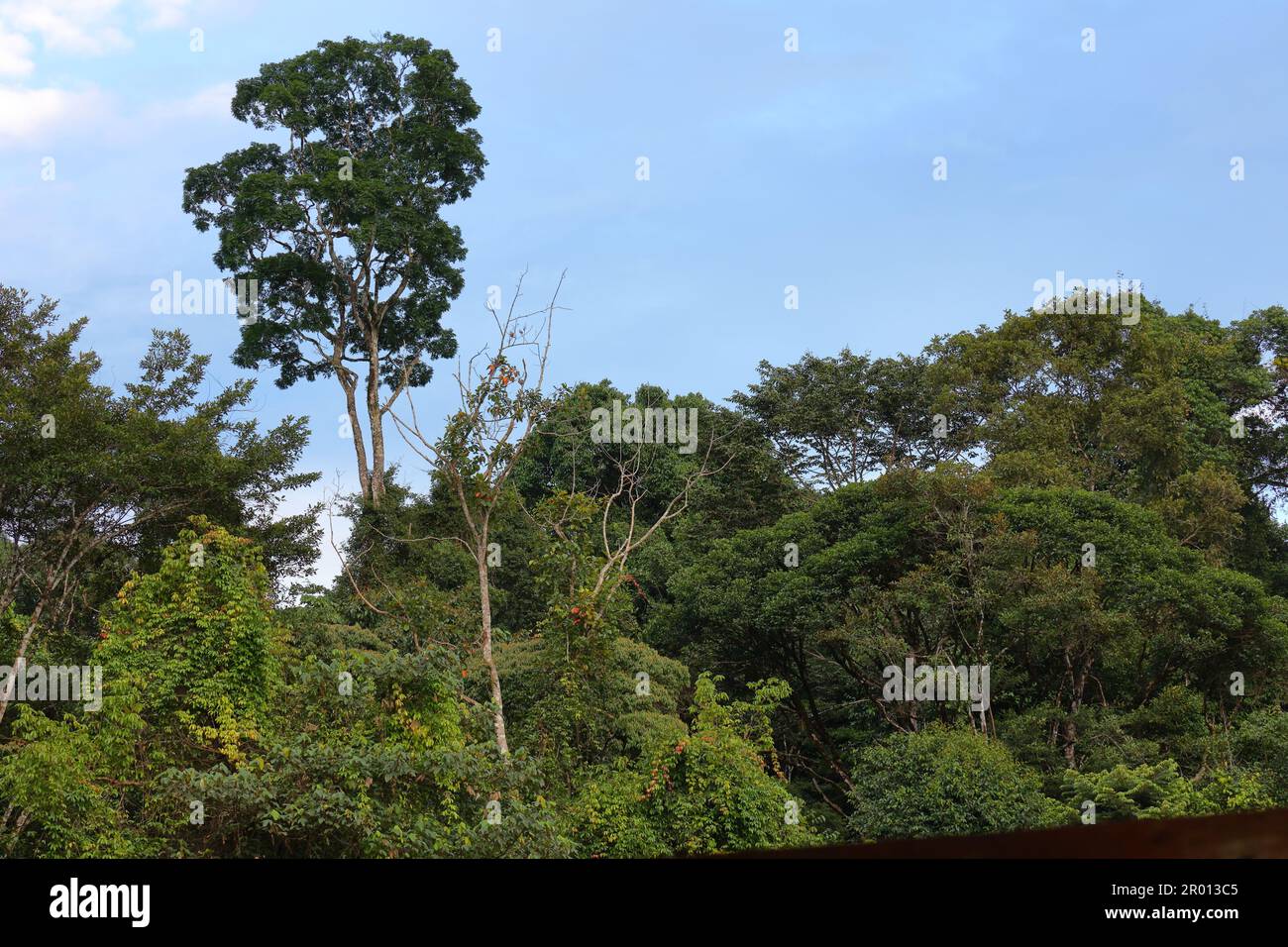 Interno della foresta pluviale amazzonica nella Guyana francese ...