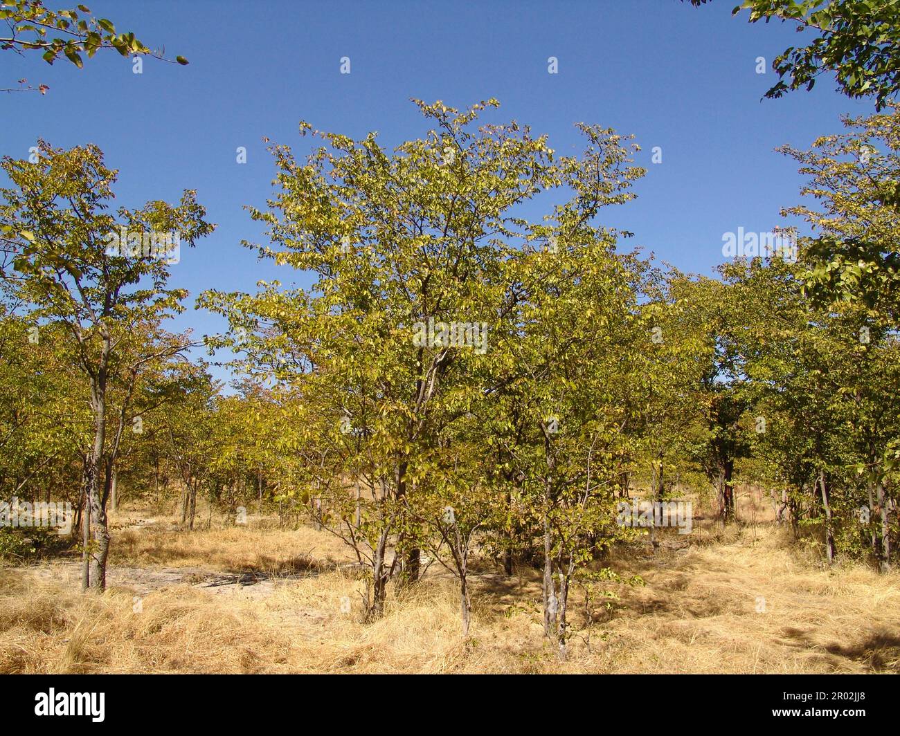 Mopane tree immagini e fotografie stock ad alta risoluzione - Alamy