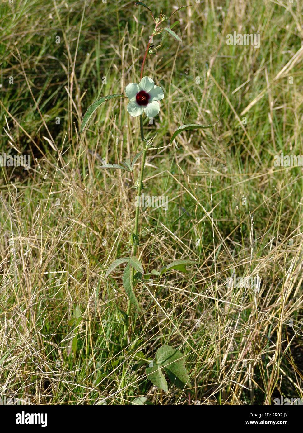 Kenaf plant immagini e fotografie stock ad alta risoluzione - Alamy