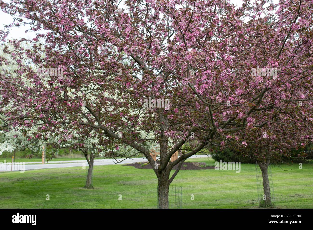 Alberi di cornioli rosa immagini e fotografie stock ad alta risoluzione ...