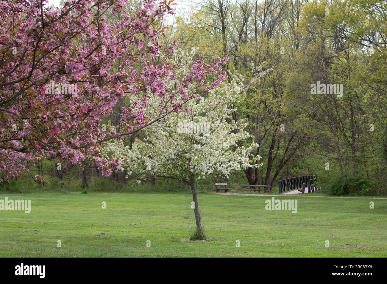 Alberi di cornioli rosa immagini e fotografie stock ad alta risoluzione ...