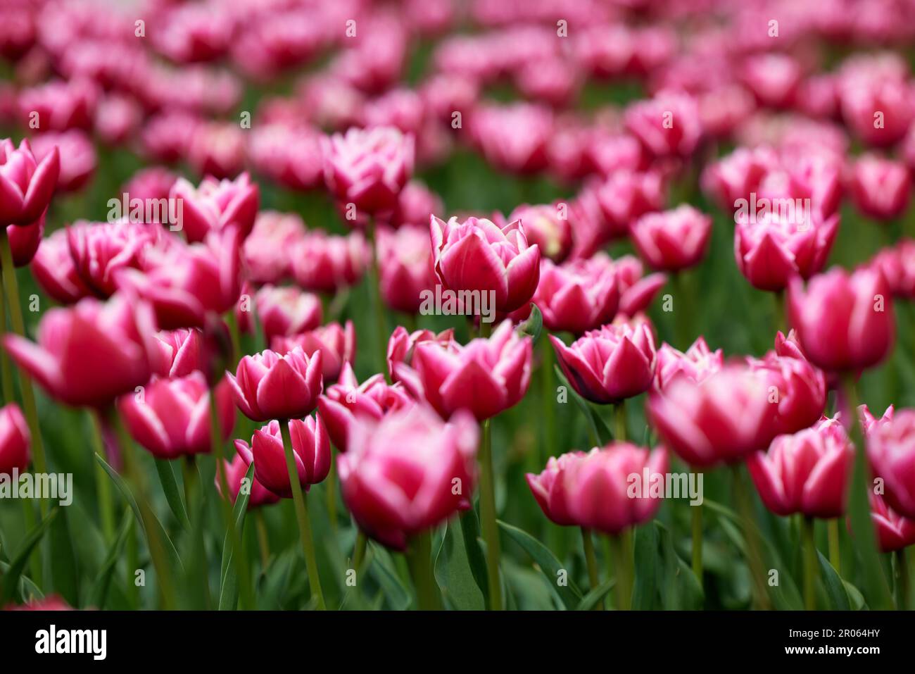 Bellissimi tulipani di primavera colorati e luminosi. Campo di tulipani ...