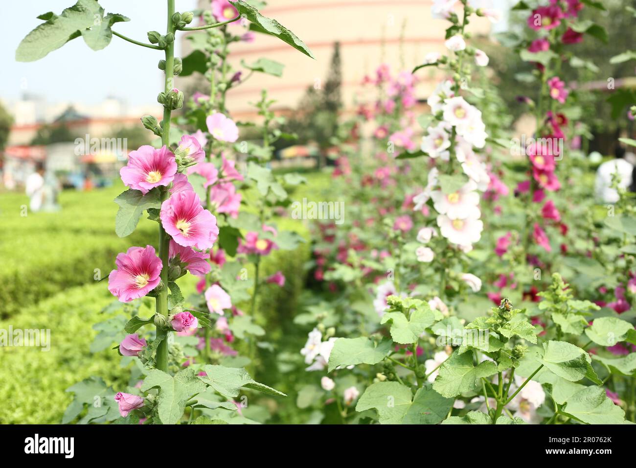 Disegno di sfondo floreale hd immagini e fotografie stock ad alta ...