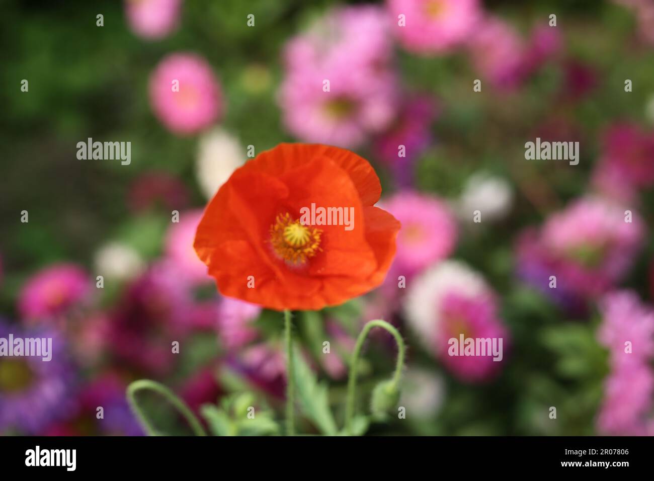 Disegno di sfondo floreale hd immagini e fotografie stock ad alta ...