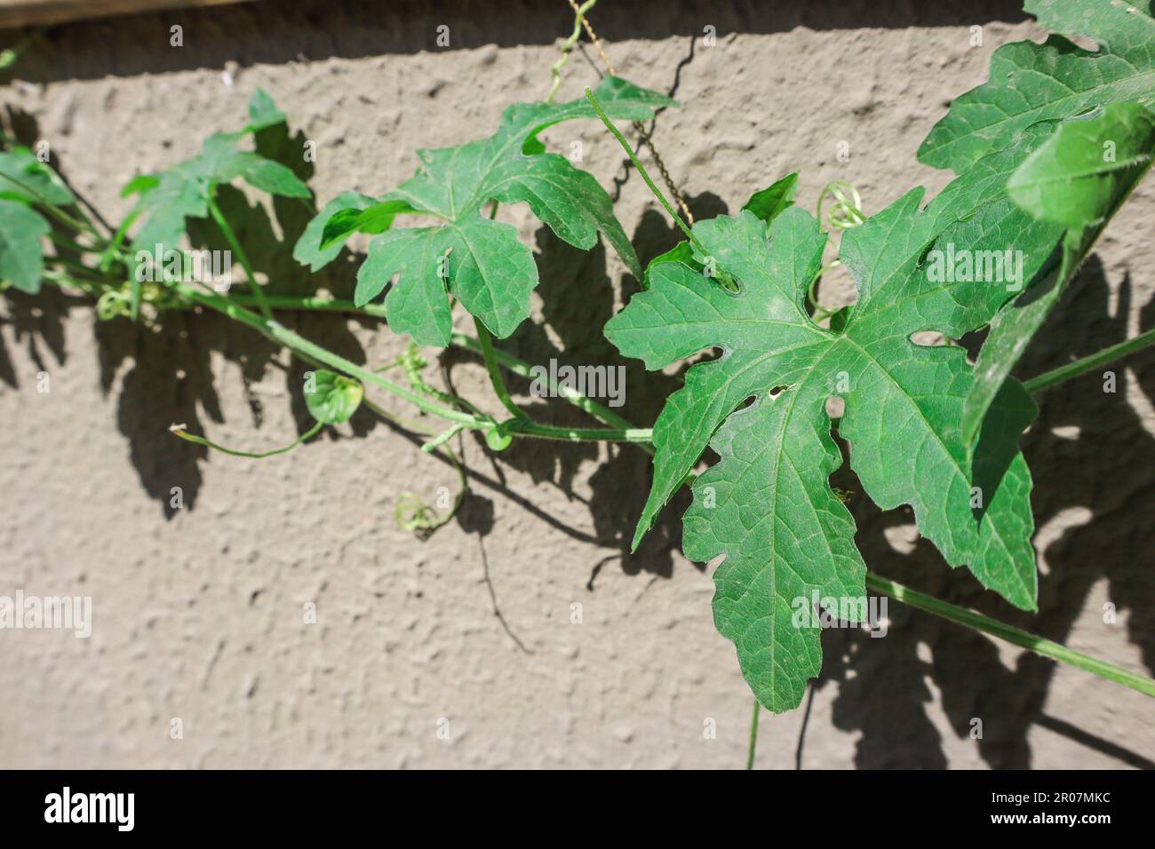 Melon tree plants immagini e fotografie stock ad alta risoluzione - Alamy