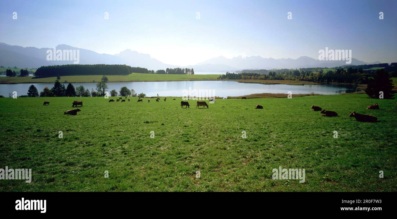 Lago forgensee immagini e fotografie stock ad alta risoluzione - Alamy