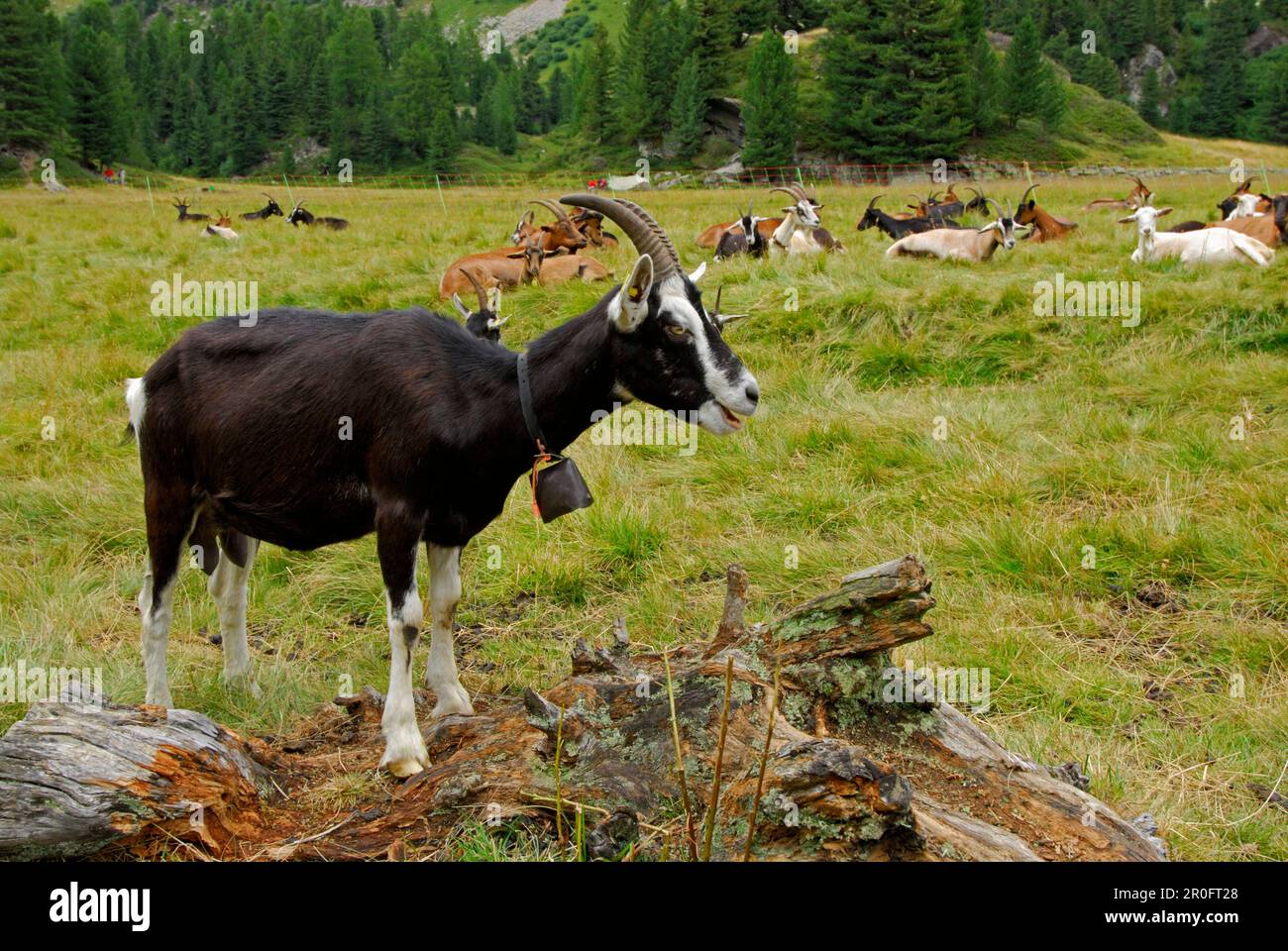 La scienza delle capre di montagna immagini e fotografie stock ad alta ...