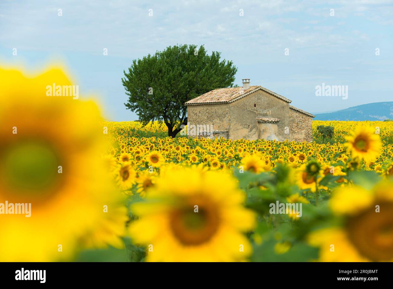 Campo di girasoli, nei pressi di Valensole, Plateau de Valensole ...