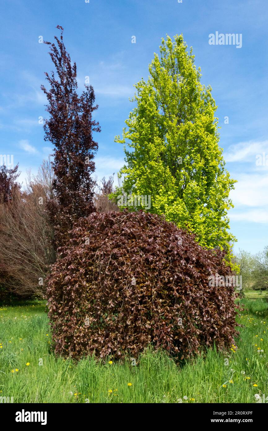 Fagus sylvatica 'Purpurea Pendula', Fagus sylvatica 'Dawyck Gold ...