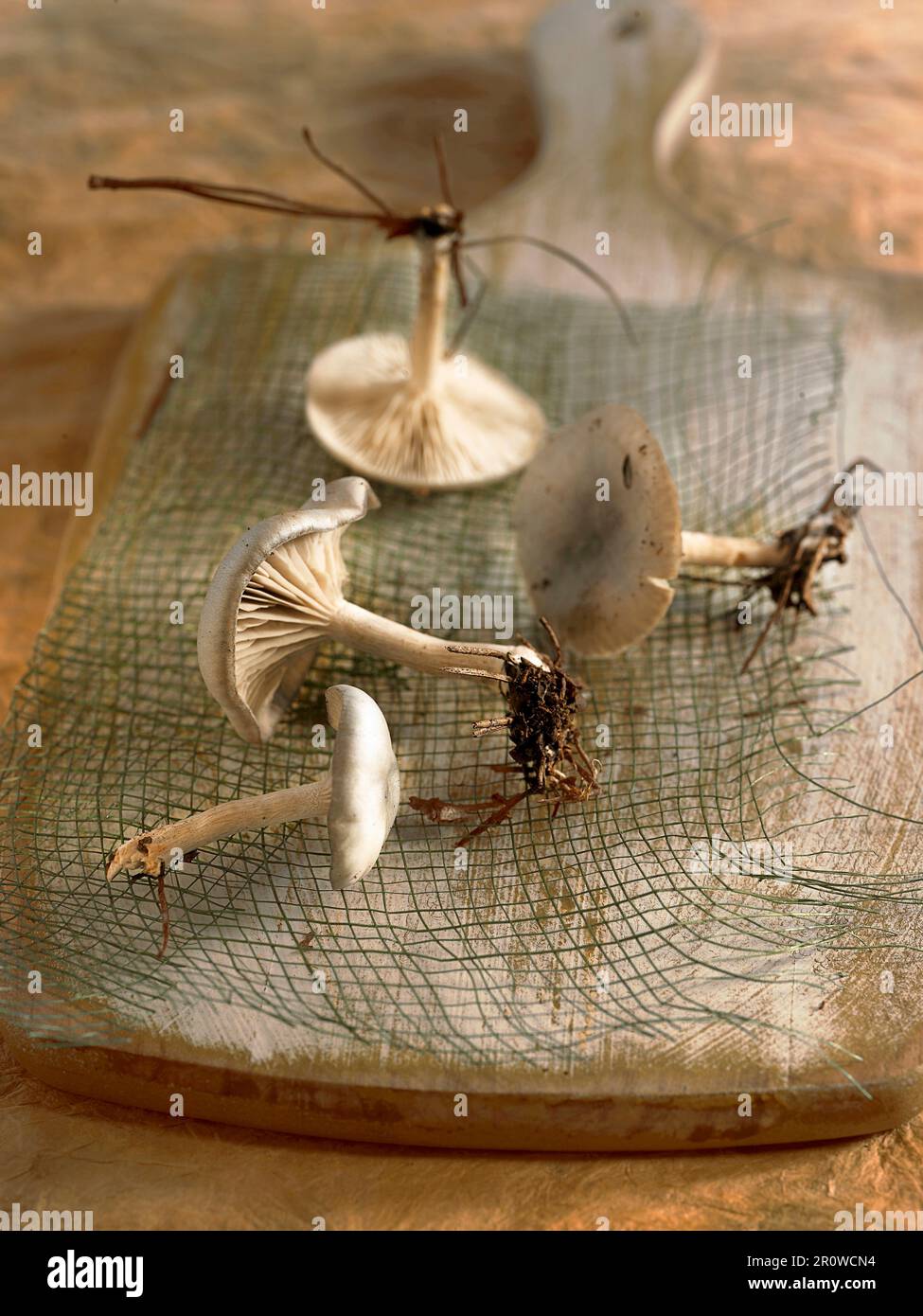 Fungo all'anice immagini e fotografie stock ad alta risoluzione - Alamy