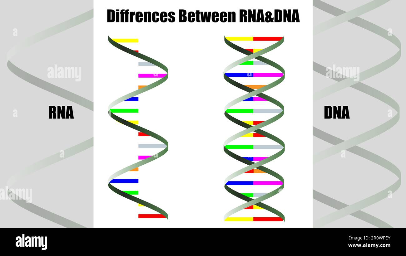 Differenze tra dna rna immagini e fotografie stock ad alta risoluzione - Alamy