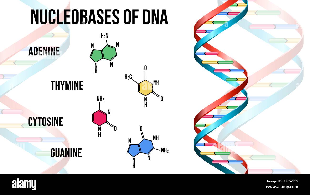 Nucleobasi di guanina immagini e fotografie stock ad alta risoluzione ...