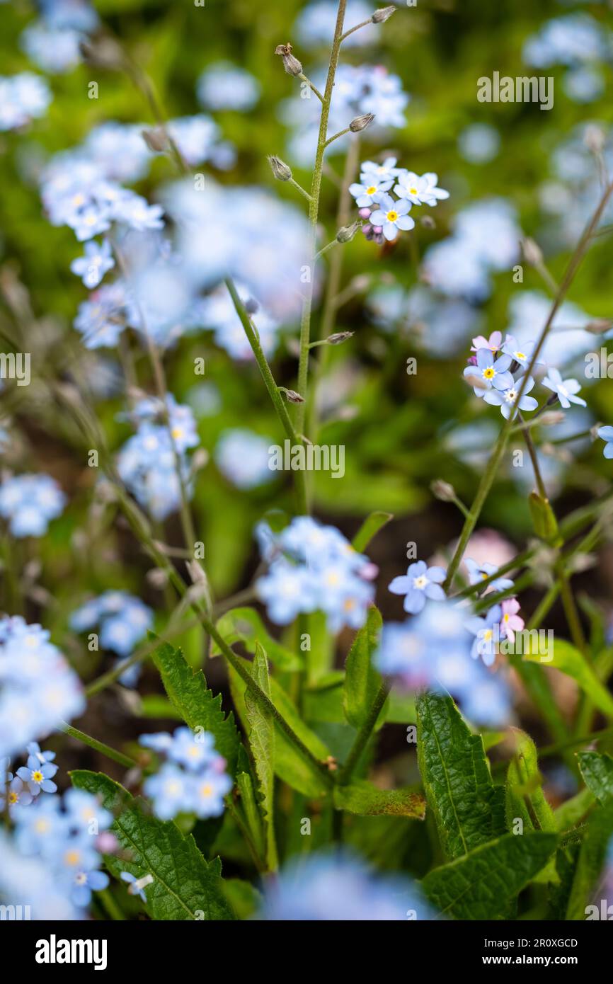 Bellissimo fiore azzurro chiaro immagini e fotografie stock ad alta ...