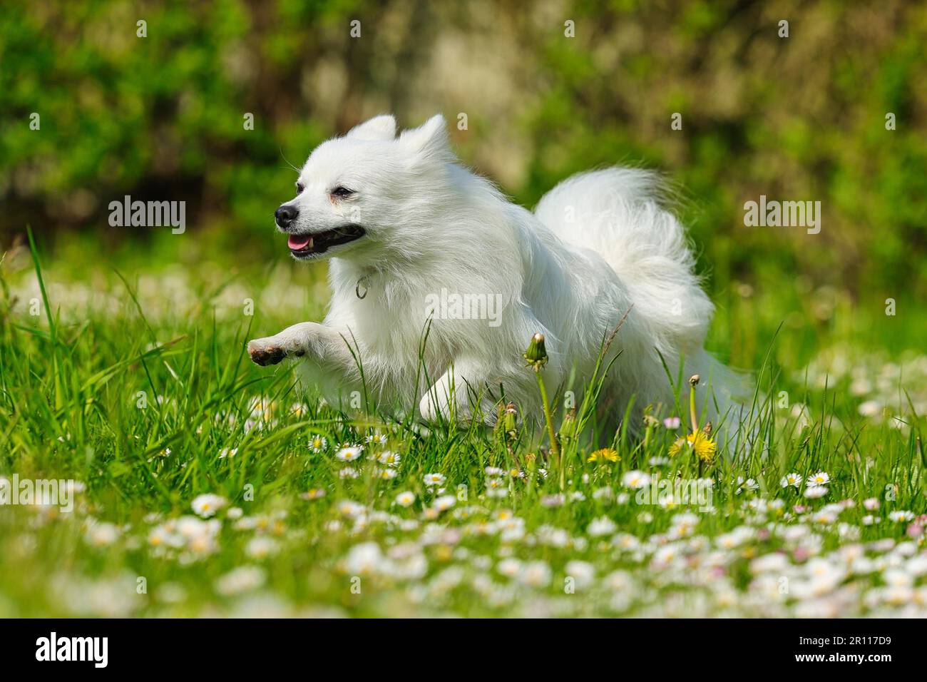 Volpino cane immagini e fotografie stock ad alta risoluzione - Alamy
