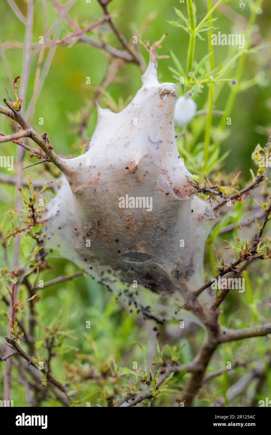 Processionary caterpillar immagini e fotografie stock ad alta ...