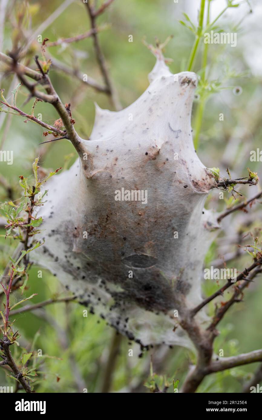 Processionary caterpillar immagini e fotografie stock ad alta ...