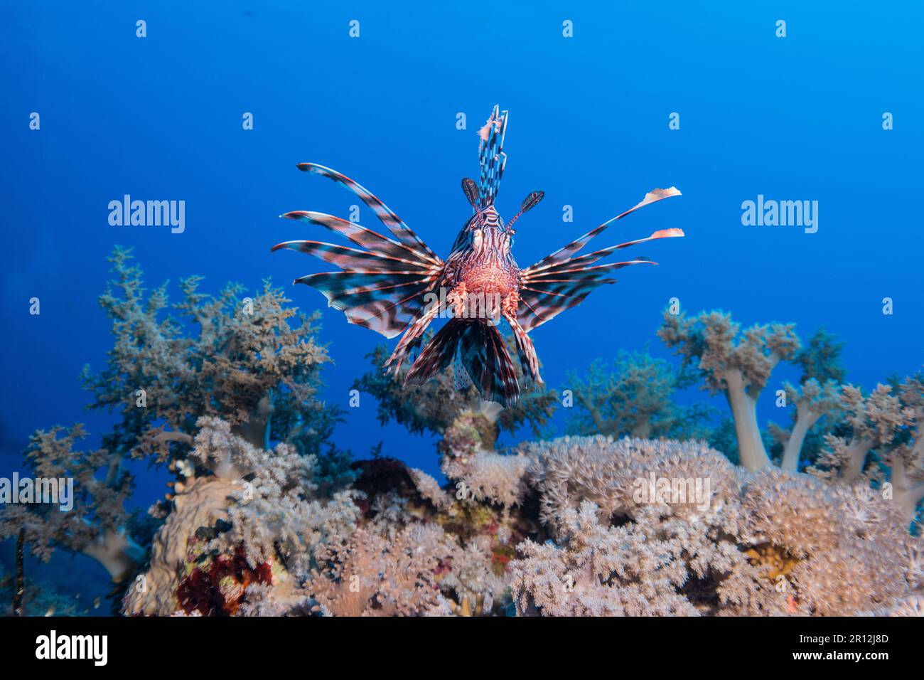 Pesce leone del mar rosso immagini e fotografie stock ad alta ...