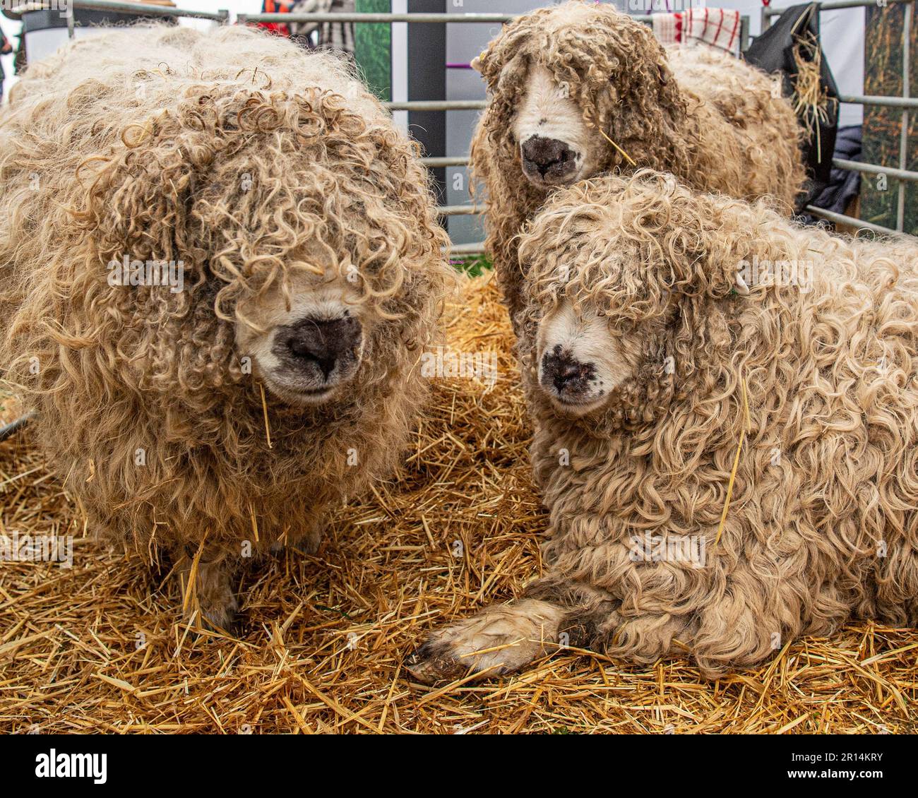 Dartmoor longwool immagini e fotografie stock ad alta risoluzione - Alamy