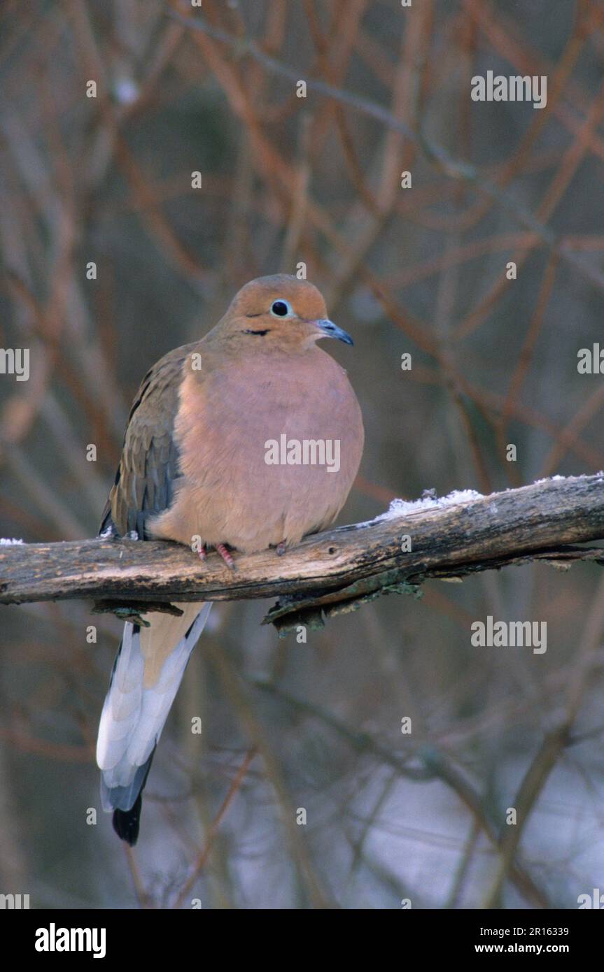 Colombe in lutto (Zenaida macroura), colombe in lutto, piccioni in ...
