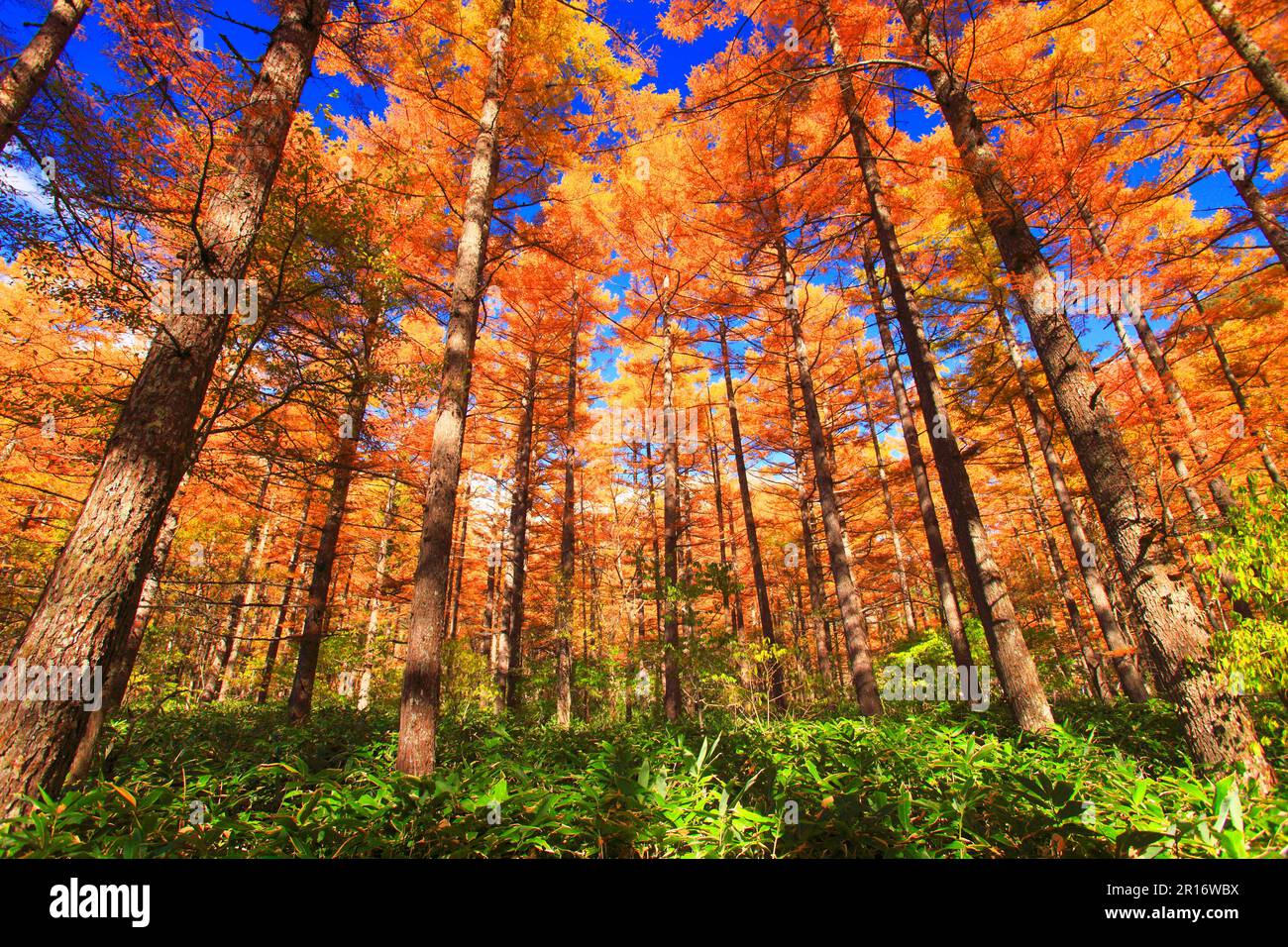 Larch forest immagini e fotografie stock ad alta risoluzione - Alamy
