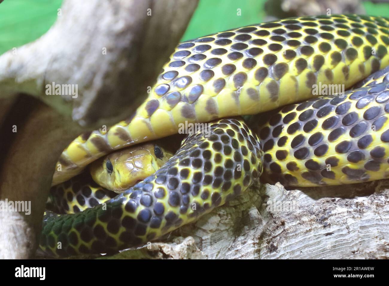 Serpenti delle filippine immagini e fotografie stock ad alta ...