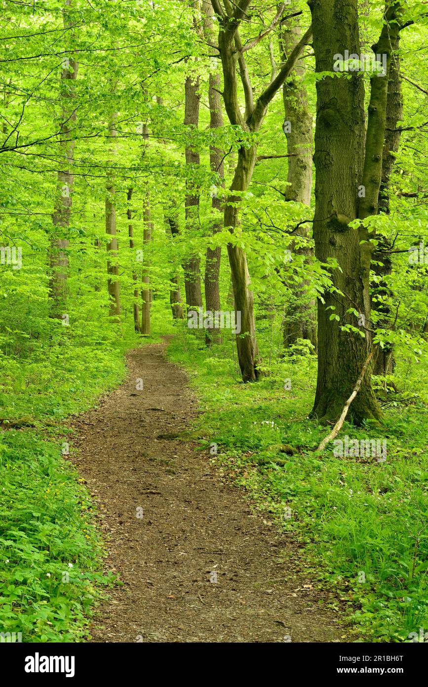 Patrimonio naturale mondiale dell'unesco antiche foreste di faggi ...
