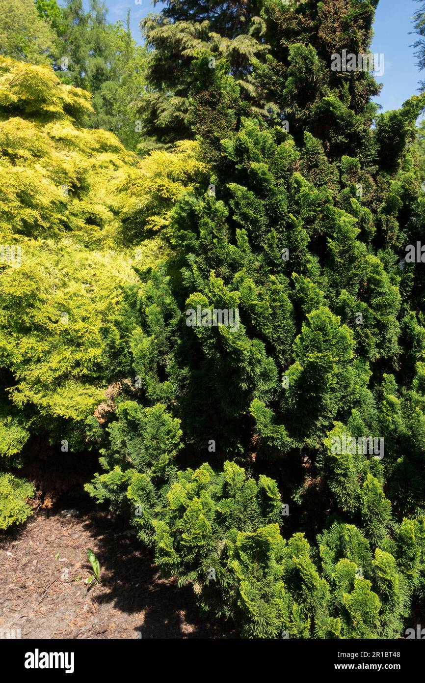 Chamaecyparis obtusa tsatsumi oro immagini e fotografie stock ad alta risoluzione - Alamy