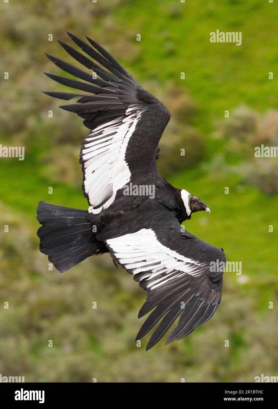 Vultur gryphus vulture sud america cile patagonia bird condor immagini ...