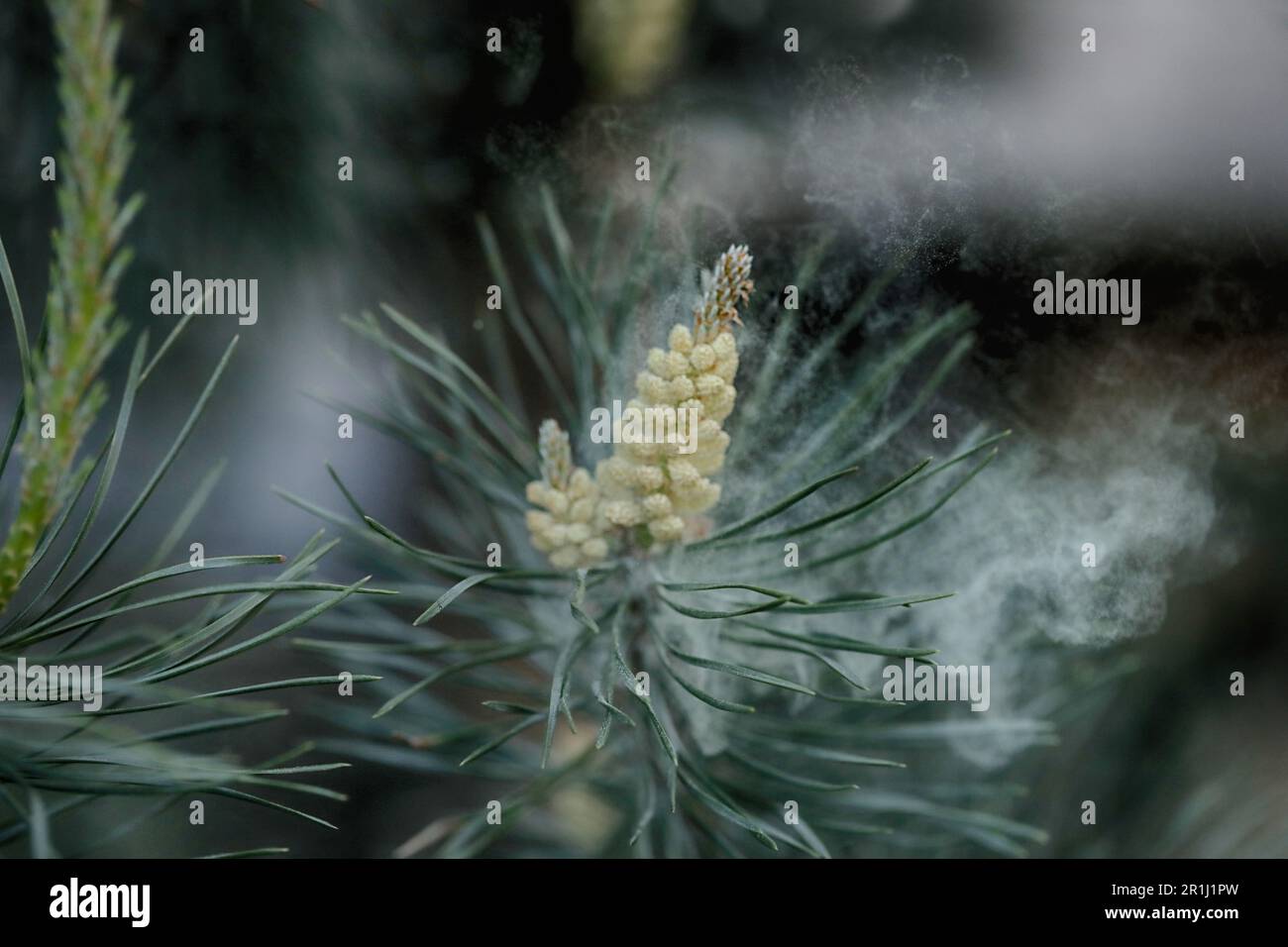 Polline delle piante immagini e fotografie stock ad alta risoluzione ...