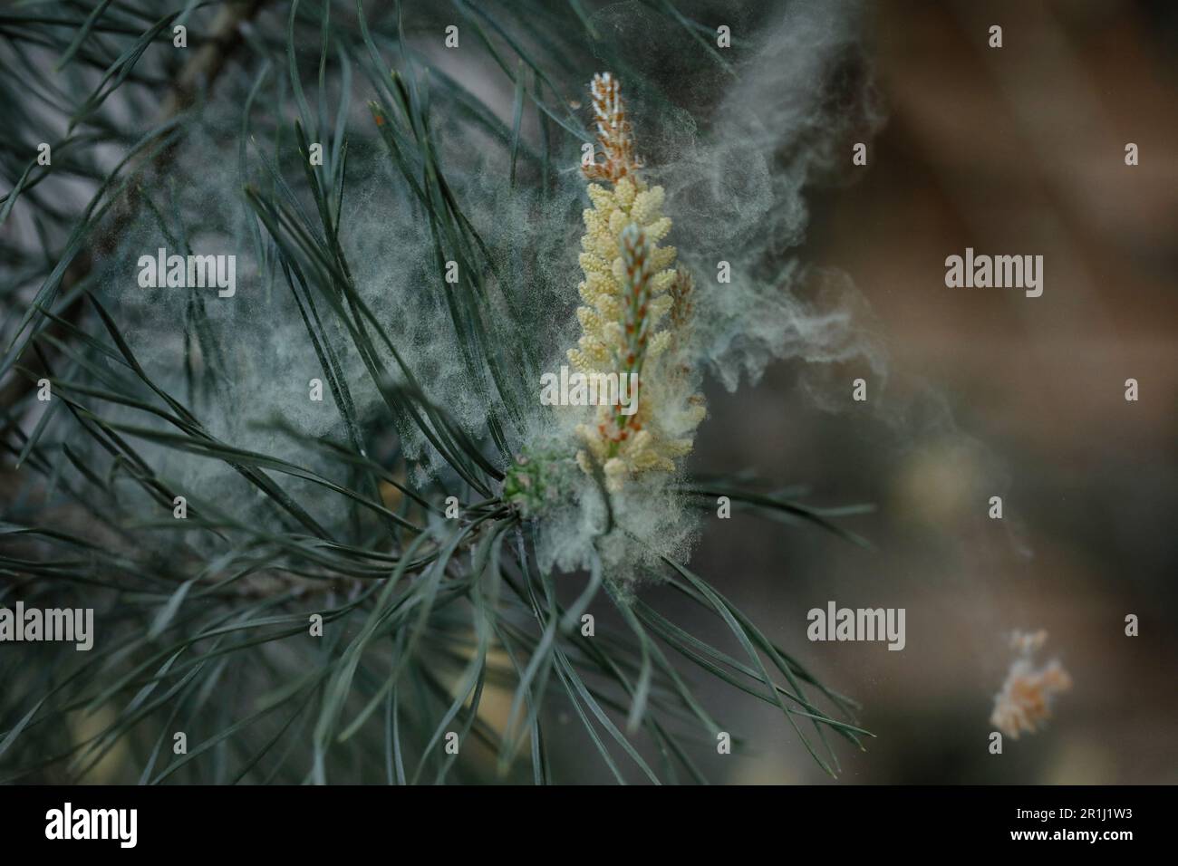 Pianta di polline immagini e fotografie stock ad alta risoluzione - Alamy