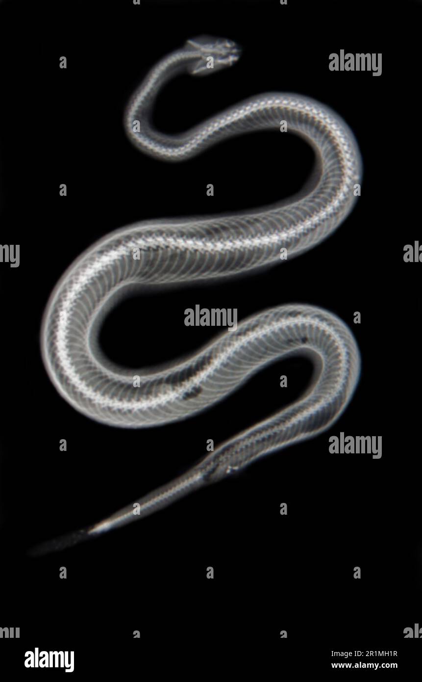 Anatomia dei serpenti immagini e fotografie stock ad alta risoluzione ...