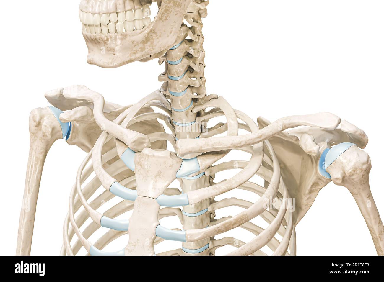 Anatomia della spalla umana immagini e fotografie stock ad alta ...