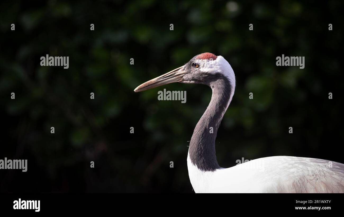 Japanese crane grus japonensis immagini e fotografie stock ad alta ...
