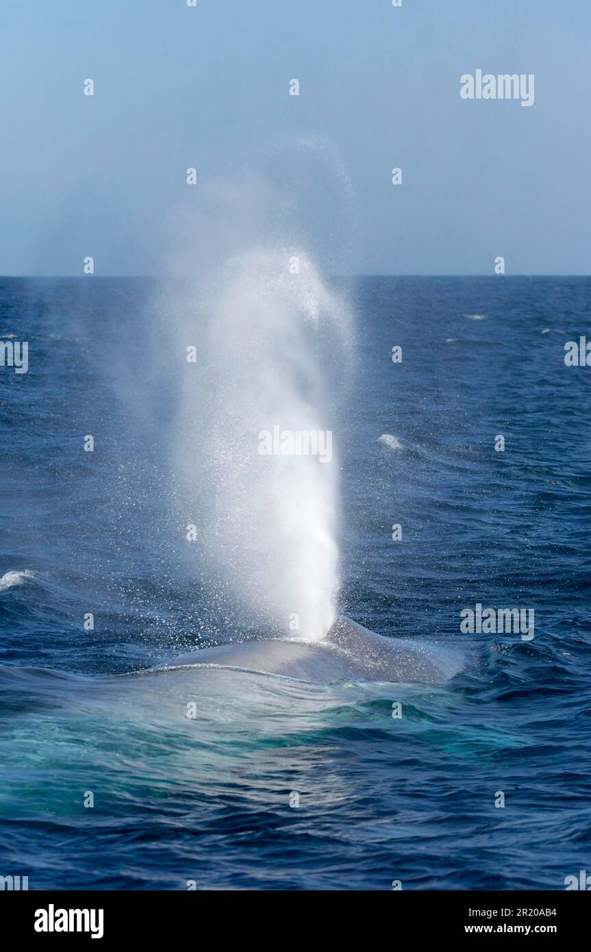 Balenotteri blu balena balaenoptera immagini e fotografie stock ad alta ...