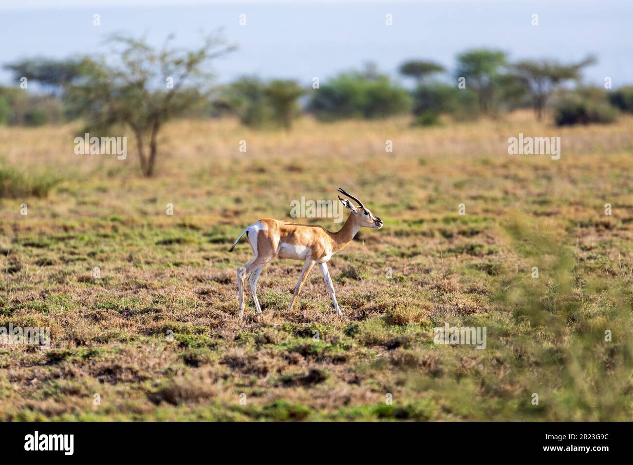 La gazzella di Soemmerringi (Nanger soemmerringii), conosciuta anche ...